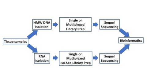 PacBio– Pacific Biosciences Sequel – Hybrid Sequencing – SMRT – MOgene