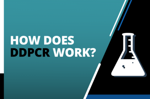 How does ddPCR work? – MOgene